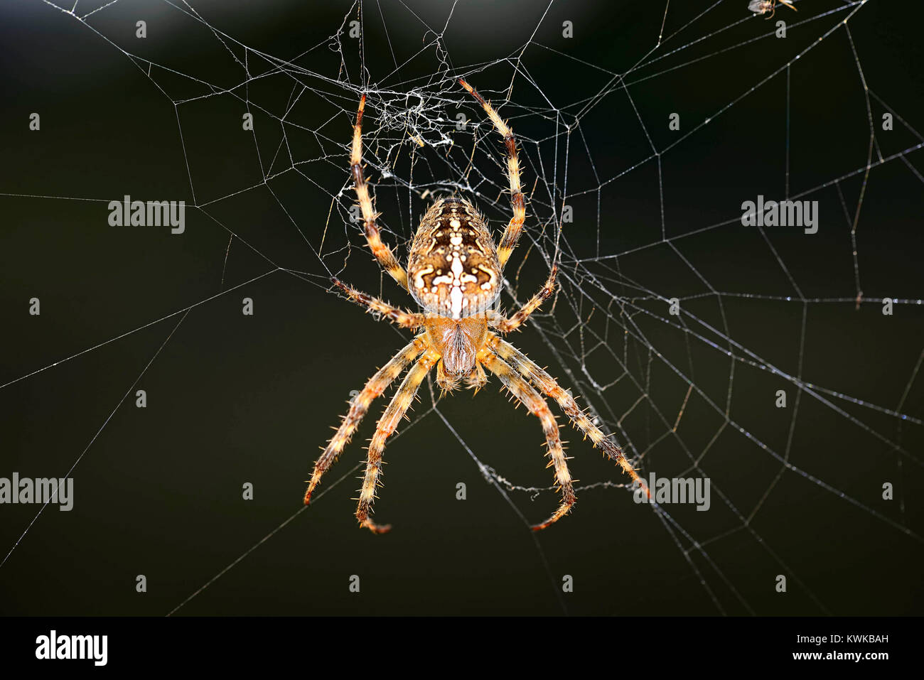Garden garden spider (Araneus diadematus), Gartenkreuzspinne (Araneus ... Garden garden spider (Araneus diadematus), Gartenkreuzspinne (Araneus ...