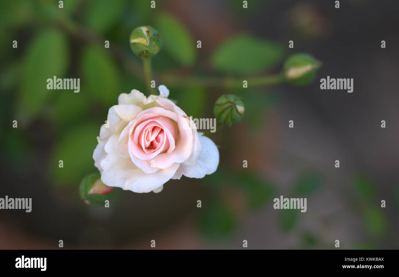 Beautiful pink rose in the garden Stock Photo - Alamy
