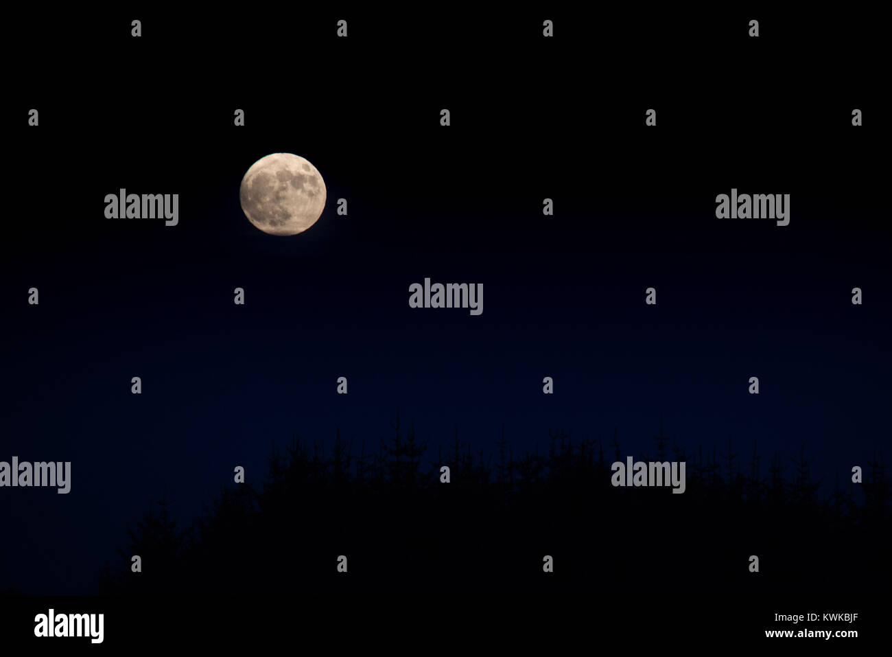 A full moon rises from behind the first of trees on the first day of ...