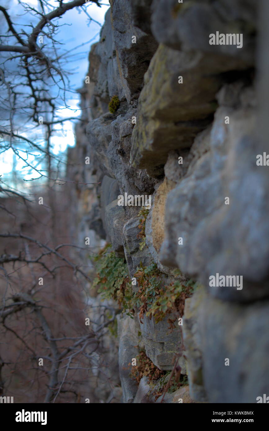 Stone wall in the forest Stock Photo - Alamy
