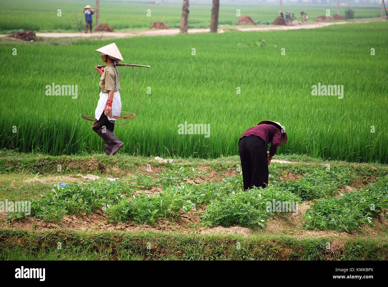 Paddy Field Worker Vietnam Stock Photos & Paddy Field Worker Vietnam ...
