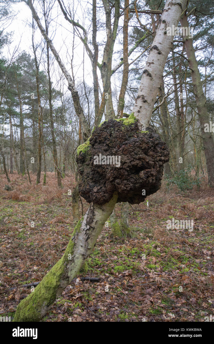 Fungal infection of tree hi-res stock photography and images - Alamy