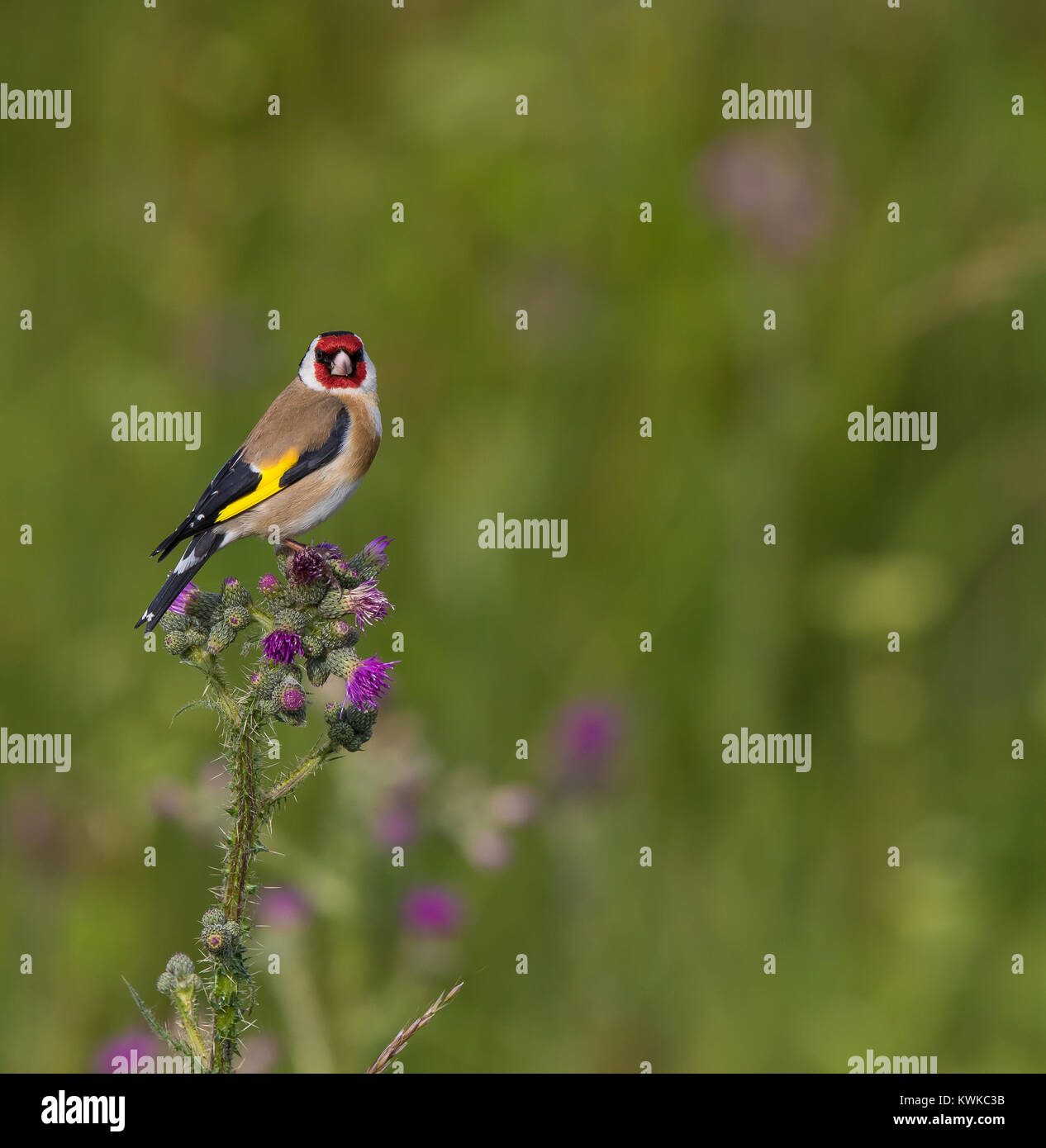 Goldfinches birds thistle hi-res stock photography and images - Alamy