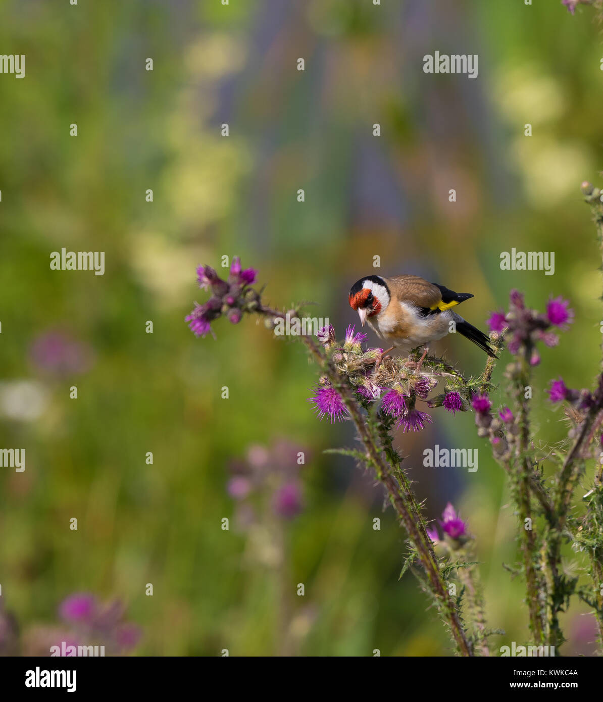 Finches isolated hi-res stock photography and images - Alamy