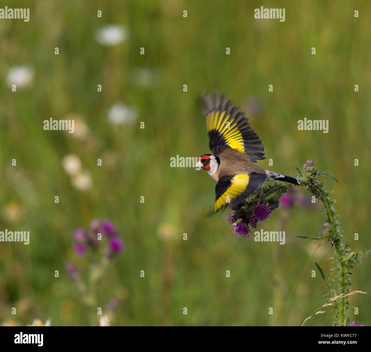 Goldfinch flying uk hi-res stock photography and images - Alamy