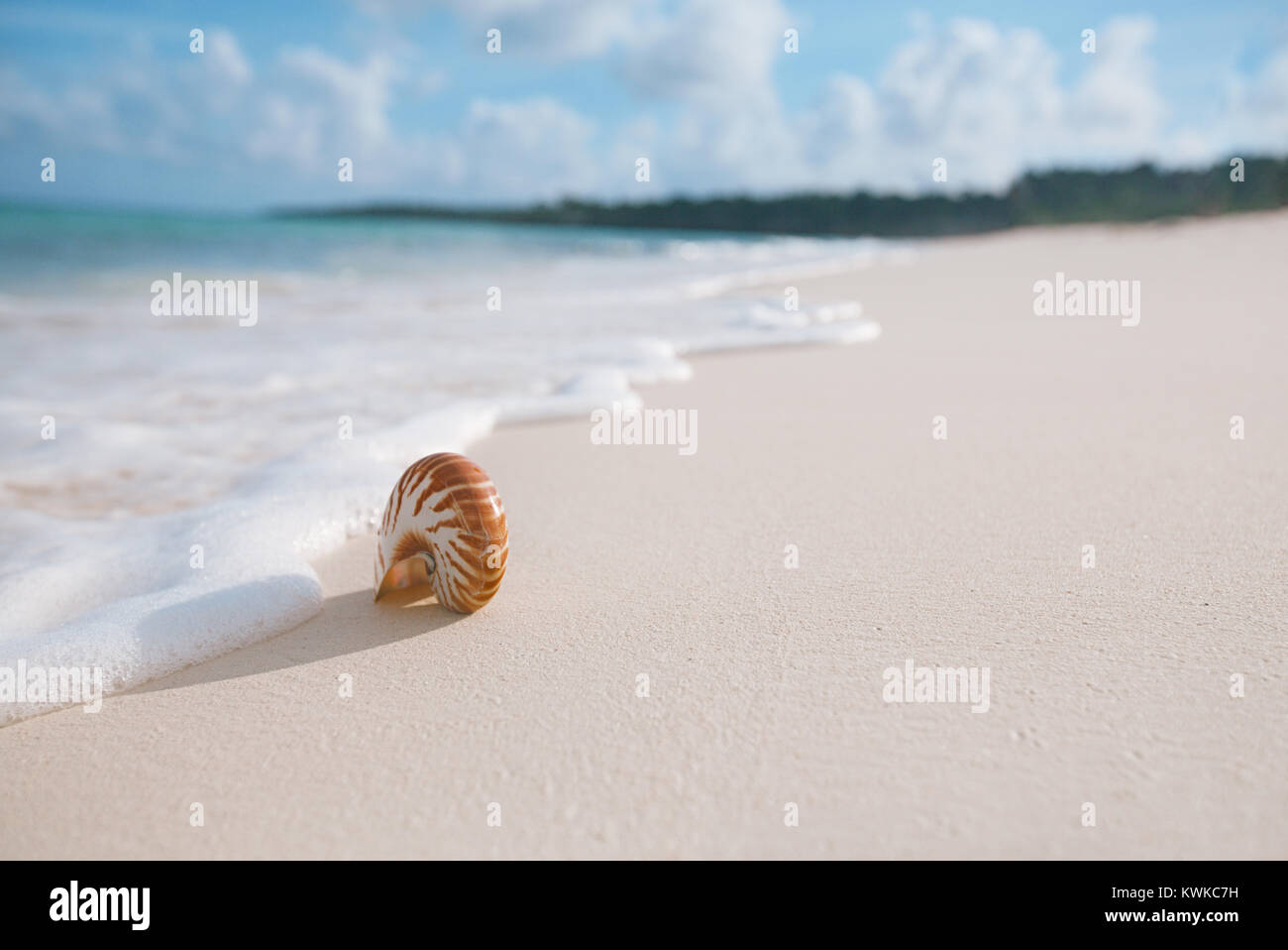 nautilus sea shell on golden sand beach with waves and seascape in the ...