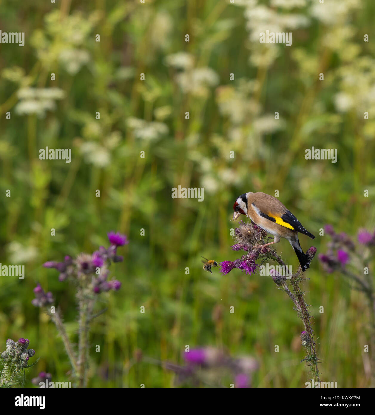 Gold finch flying hi-res stock photography and images - Alamy