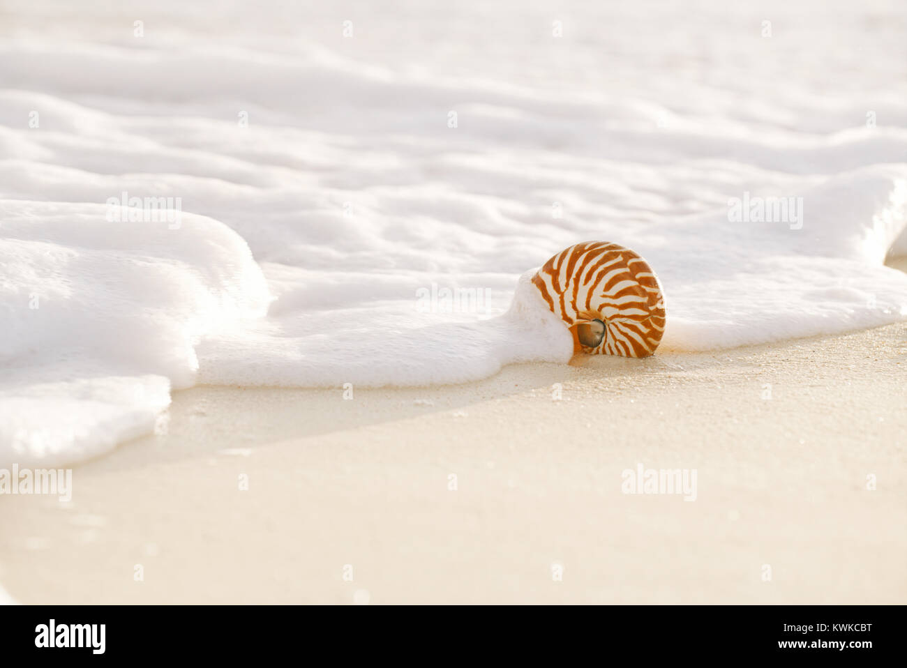 nautilus sea shell in sea wave on golden sand beach with seascape, live ...