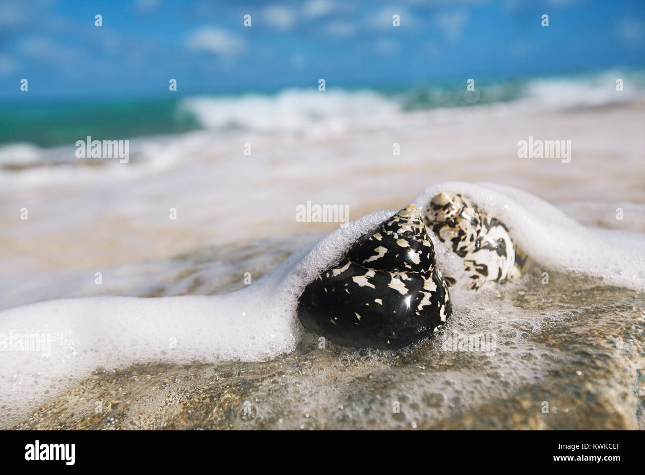 West indian top shell hi-res stock photography and images - Alamy