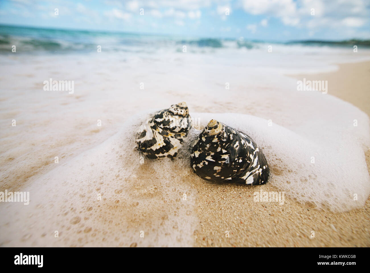 West indian top shell hi-res stock photography and images - Alamy