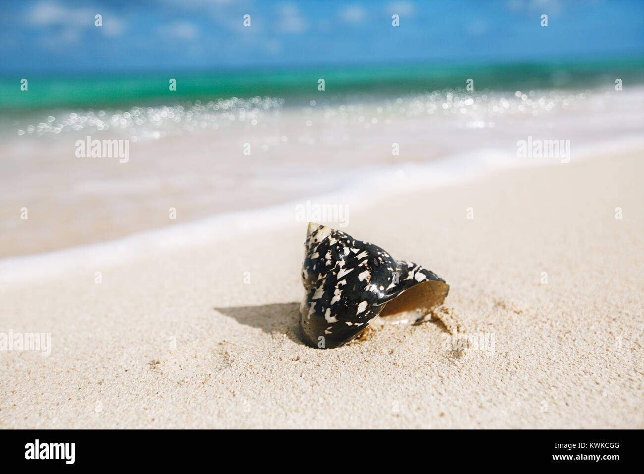 caribbean black shells - West Indian top shell - on a sandy beach with ...