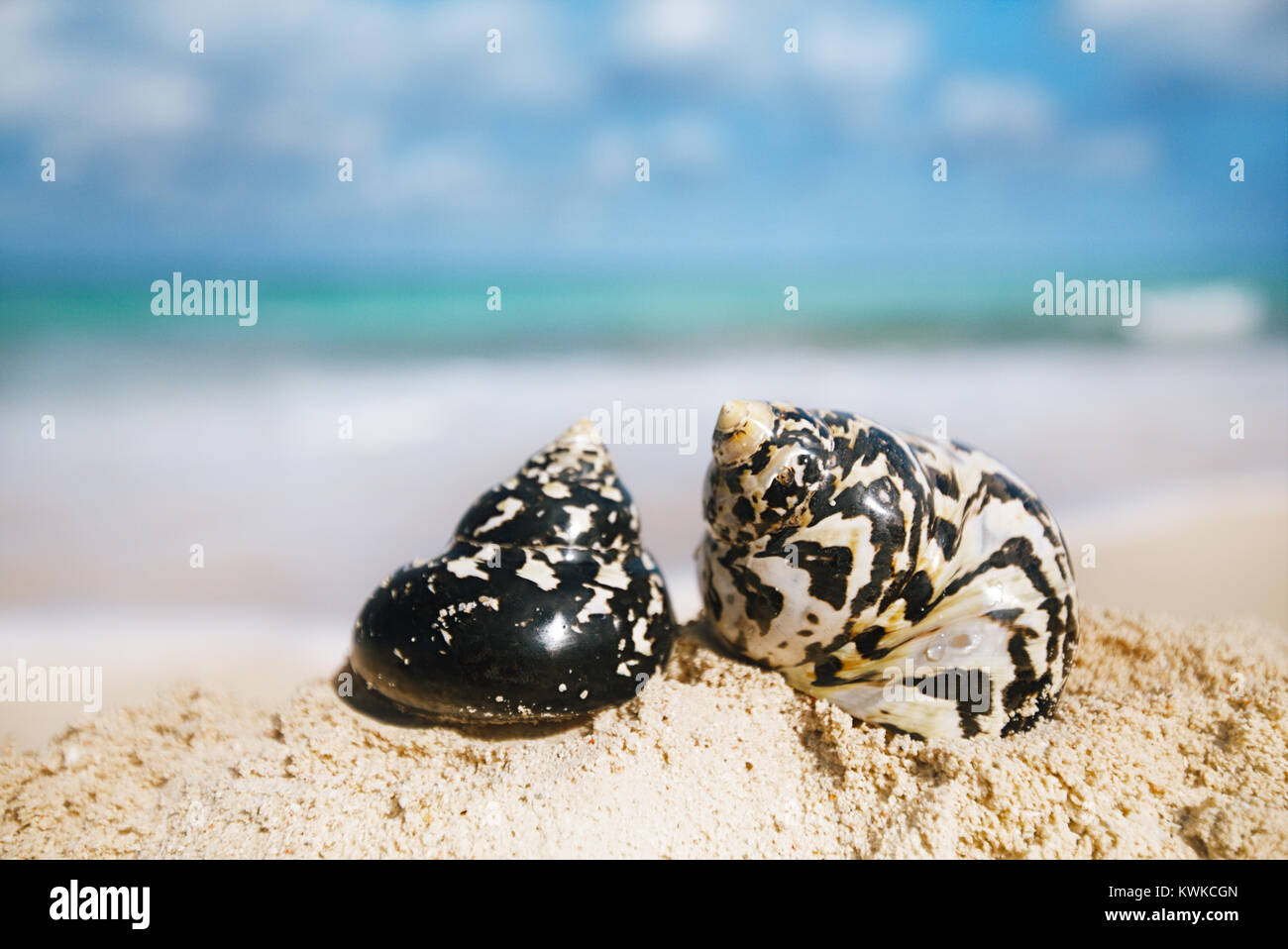 caribbean black shells - West Indian top shell - on a sandy beach with ...