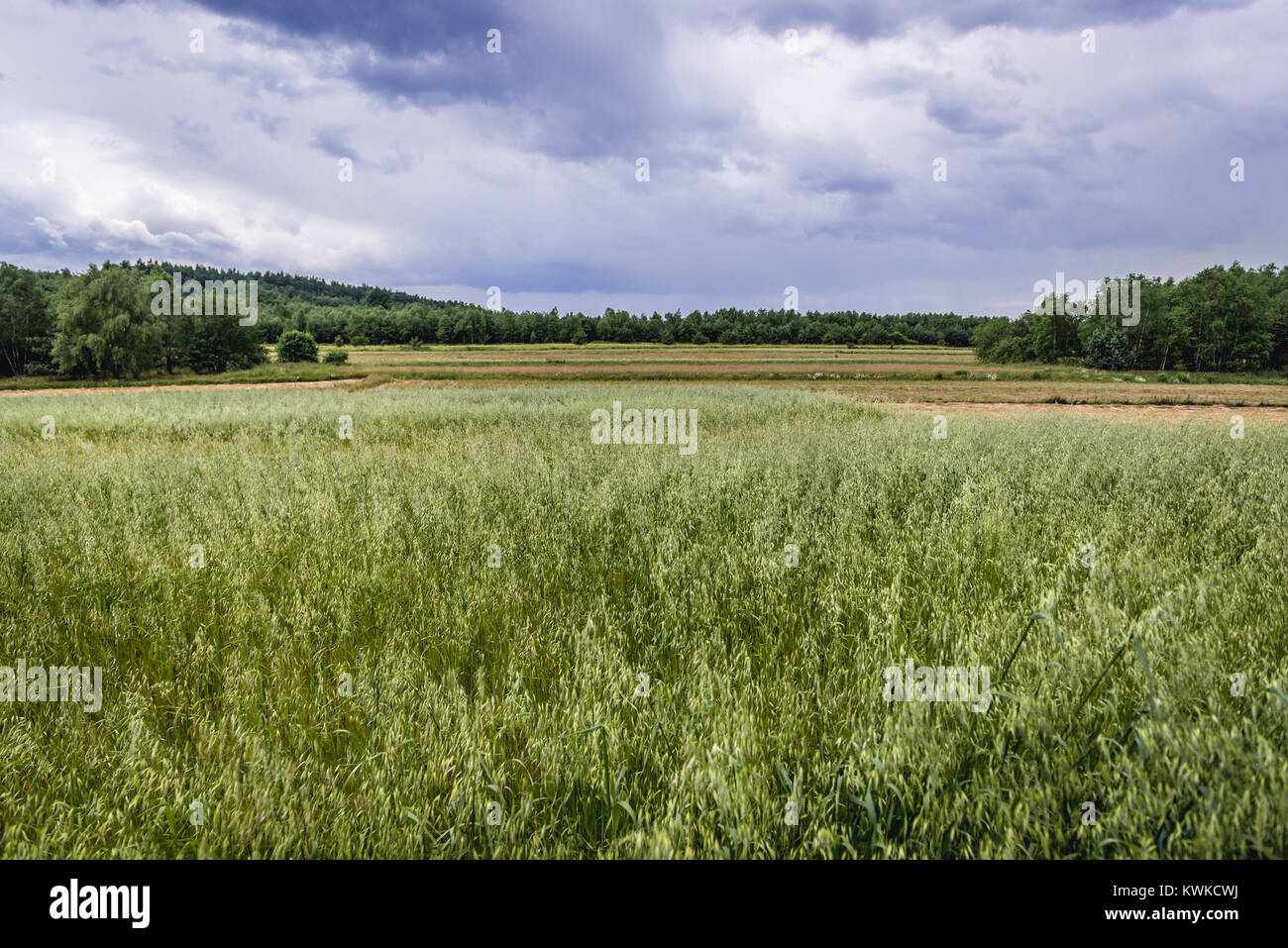 Polish agriculture hi-res stock photography and images - Alamy