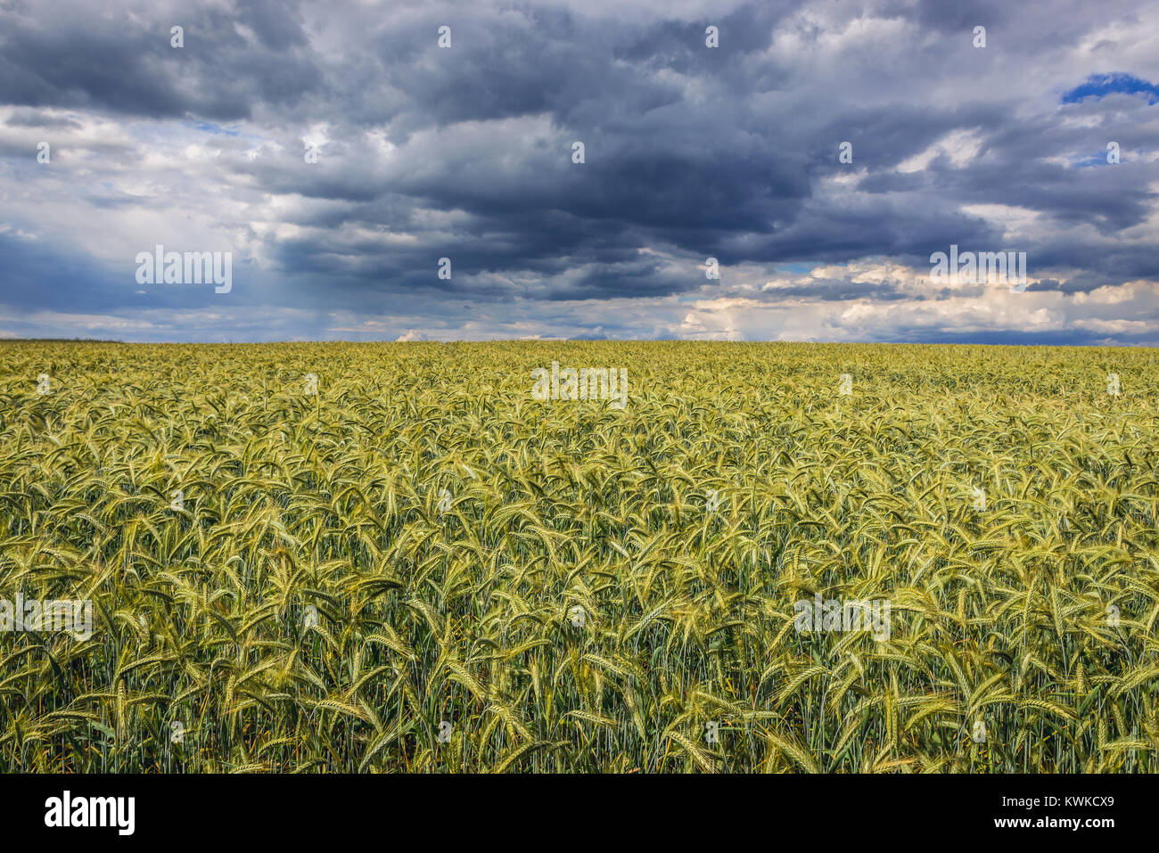 Polish Agriculture High Resolution Stock Photography and Images - Alamy