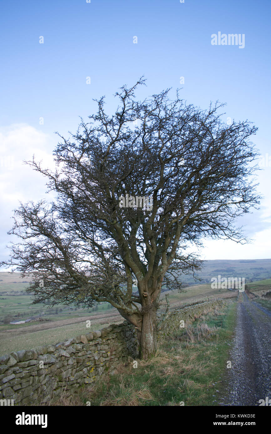 Hawthorn tree taken in winter in The Yorkshire Dales shows the detail ...