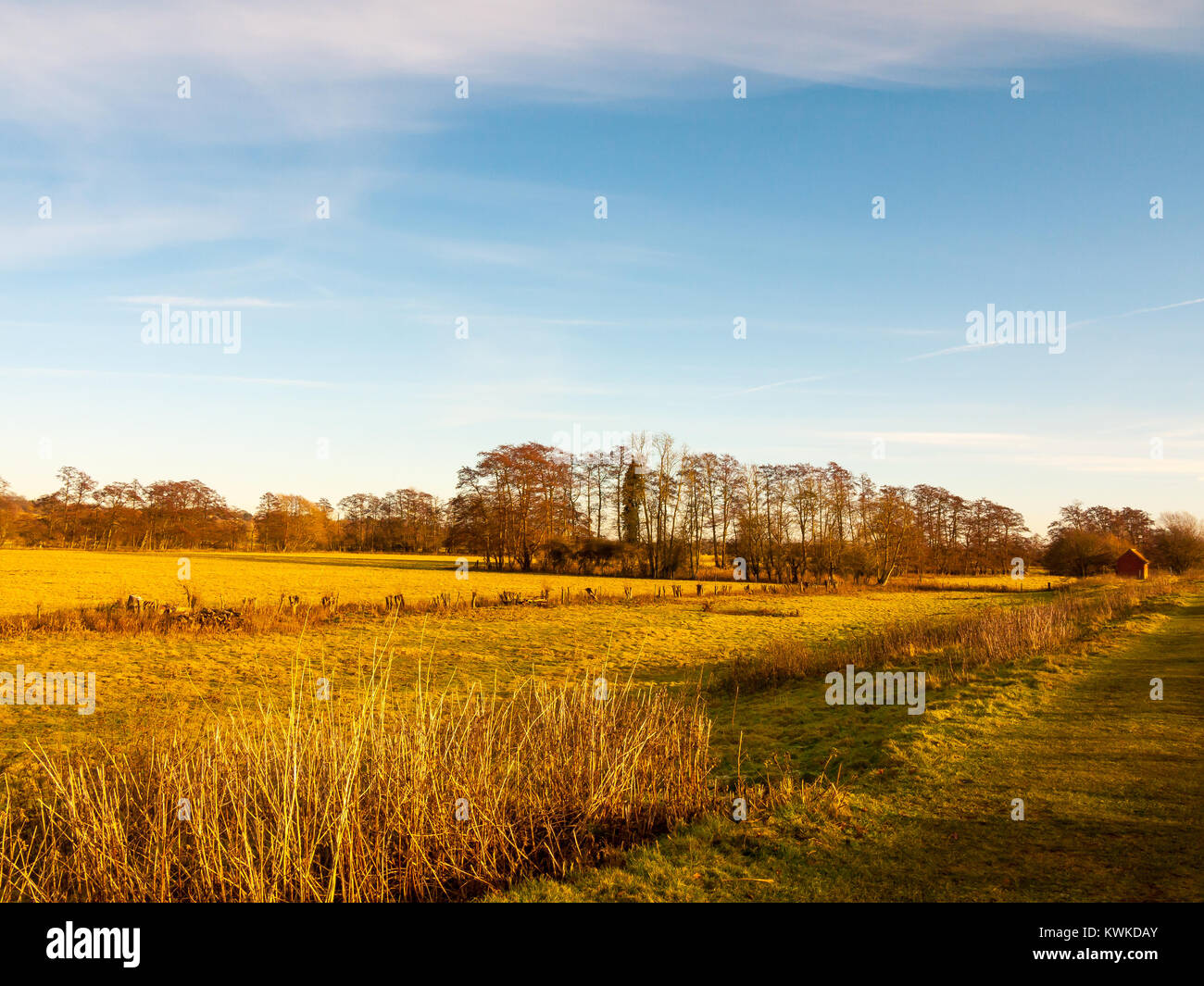 country day landscape field trees grass autumn winter; essex; england ...