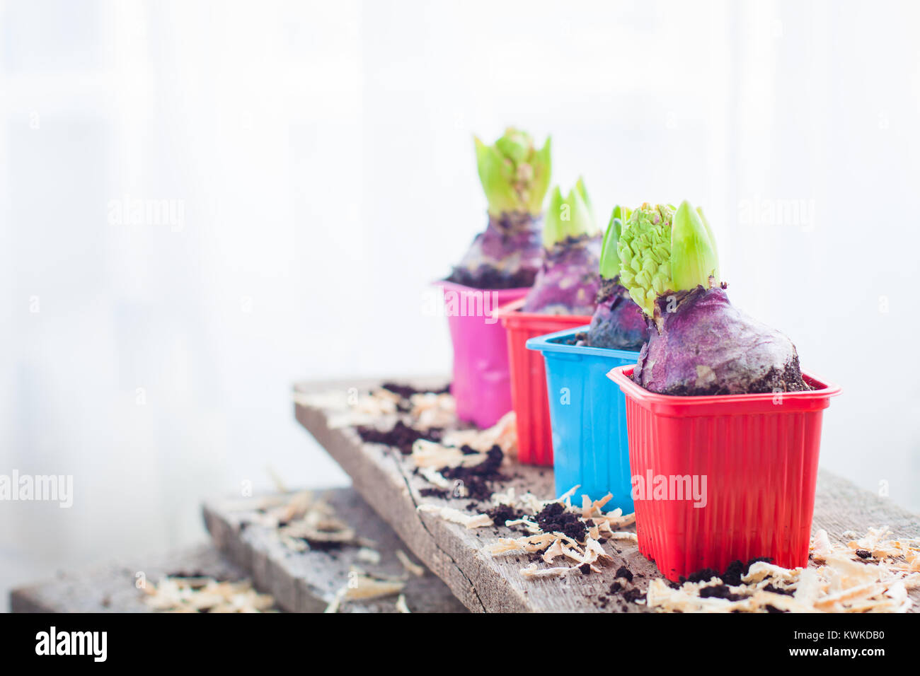 Hyacinth flowers. Spring garden works concept. Layout with free text ...