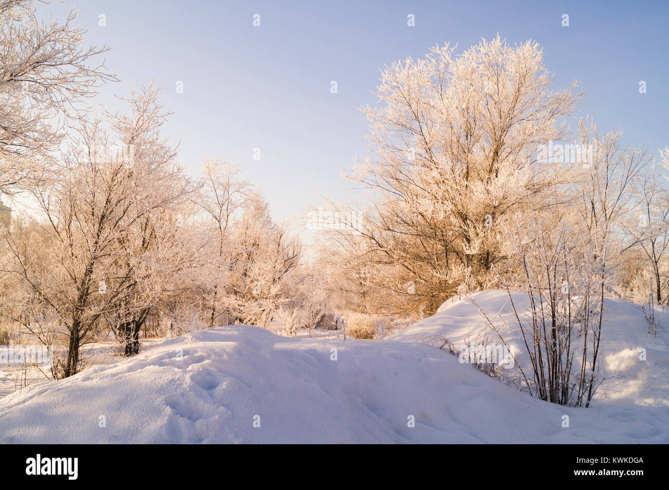 Winter forest landscape in siberia white trees Stock Photo - Alamy