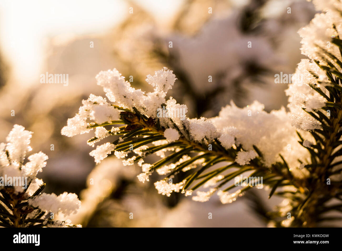 A fur-tree branch in the background of a forest covered with snow Stock ...