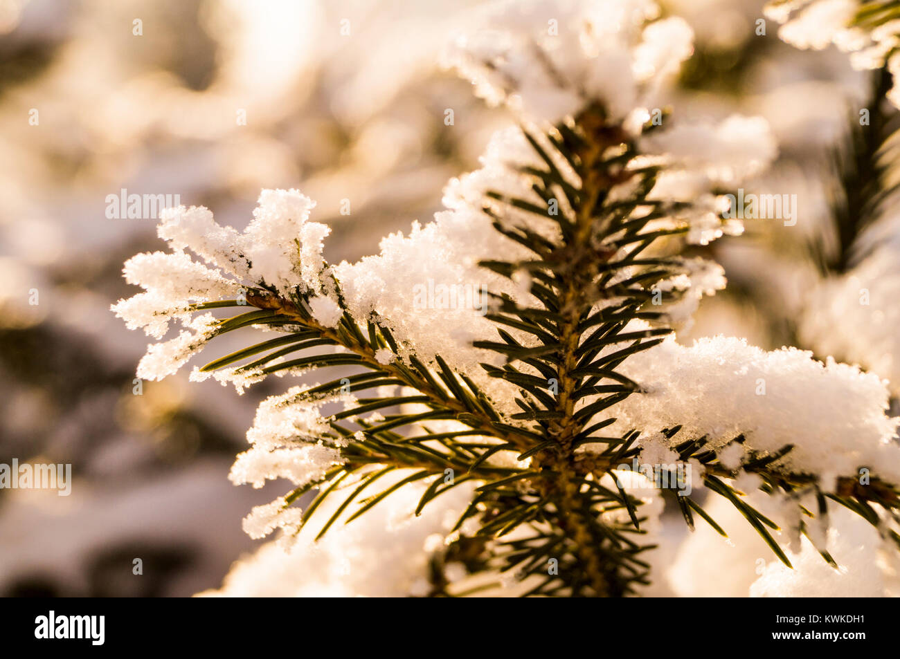 A fur-tree branch in the background of a forest covered with snow Stock ...
