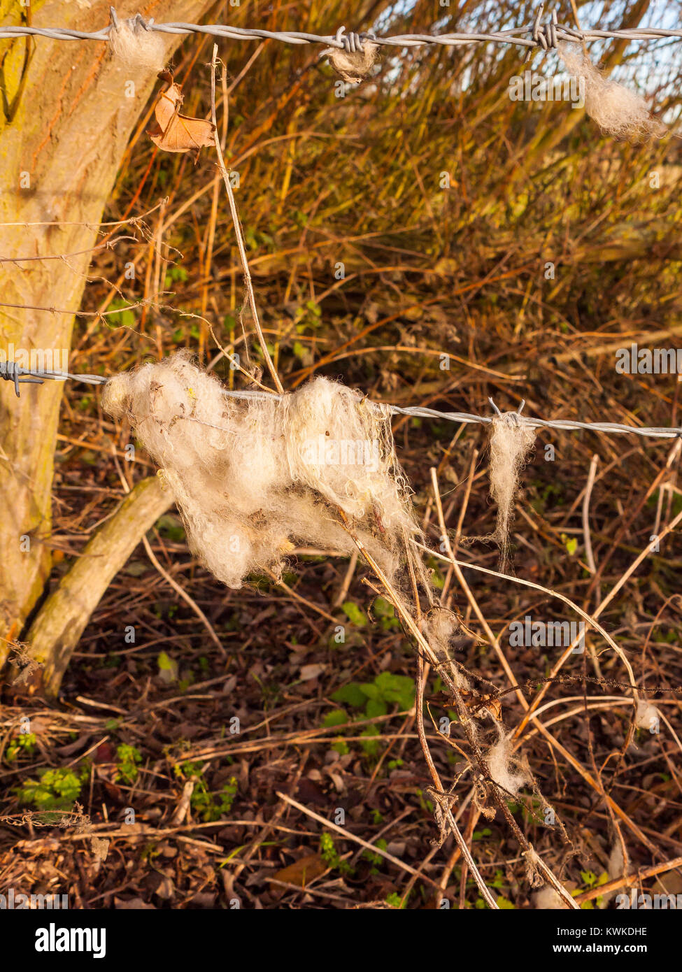 Wool on wire in field hi-res stock photography and images - Alamy