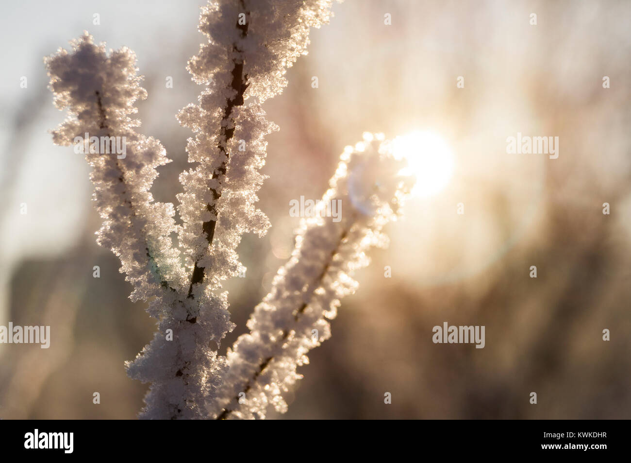 A fur-tree branch in the background of a forest covered with snow Stock ...