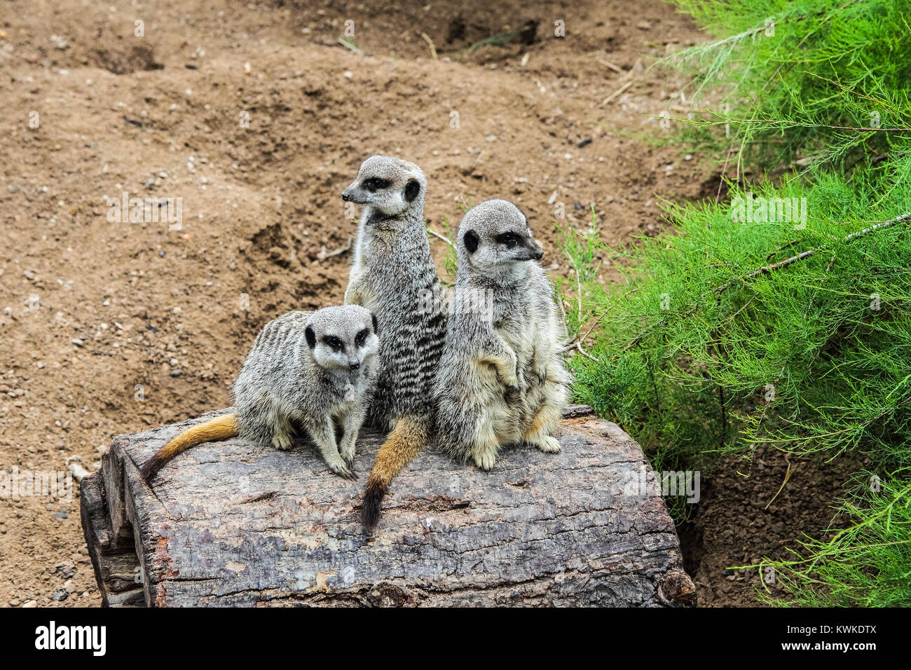 Cheeky meerkats hi-res stock photography and images - Alamy