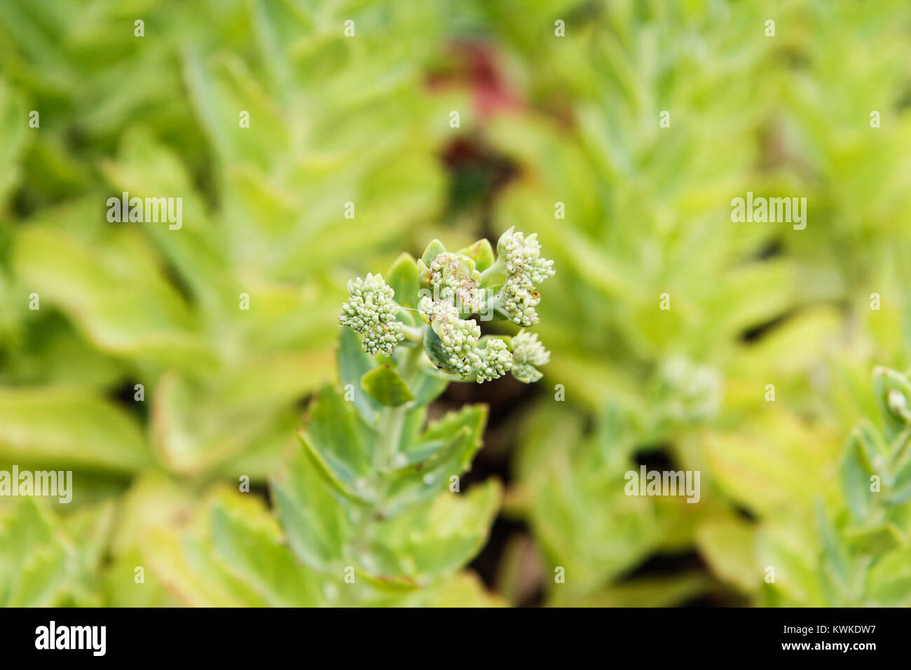 Plant Leaves Stock Photo Alamy plant-leaves-stock-photo-alamy