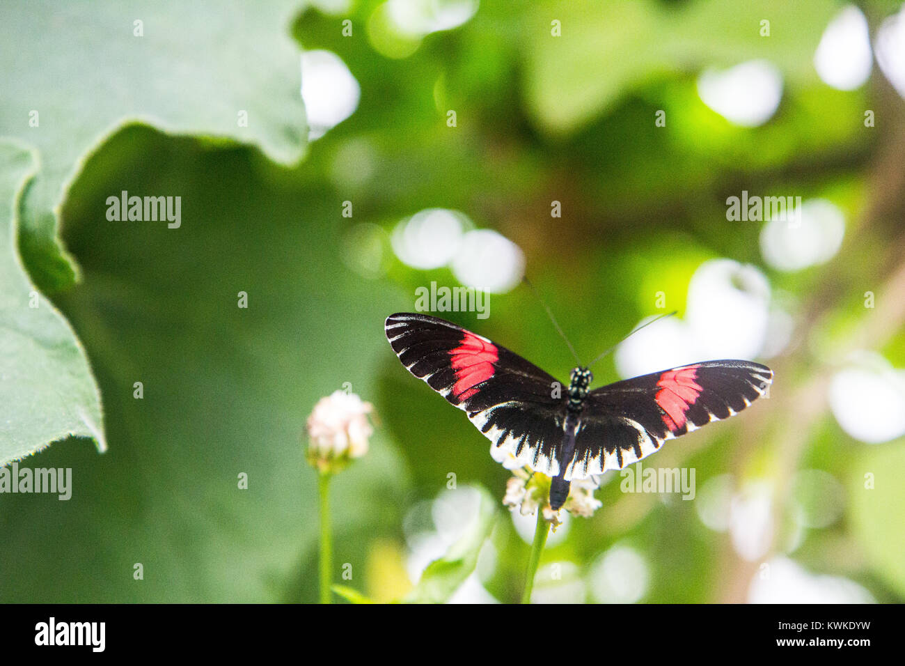 Prehistoric lepidoptera hi-res stock photography and images - Alamy