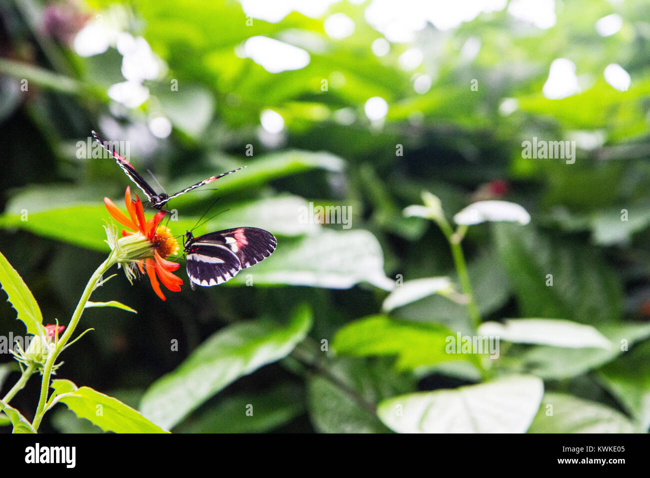 Prehistoric lepidoptera hi-res stock photography and images - Alamy