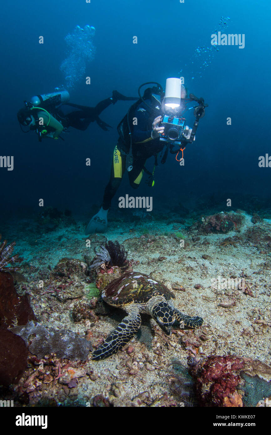 Hawksbill Sea Turtle Eretmochelys imbricata. Critically endangered ...