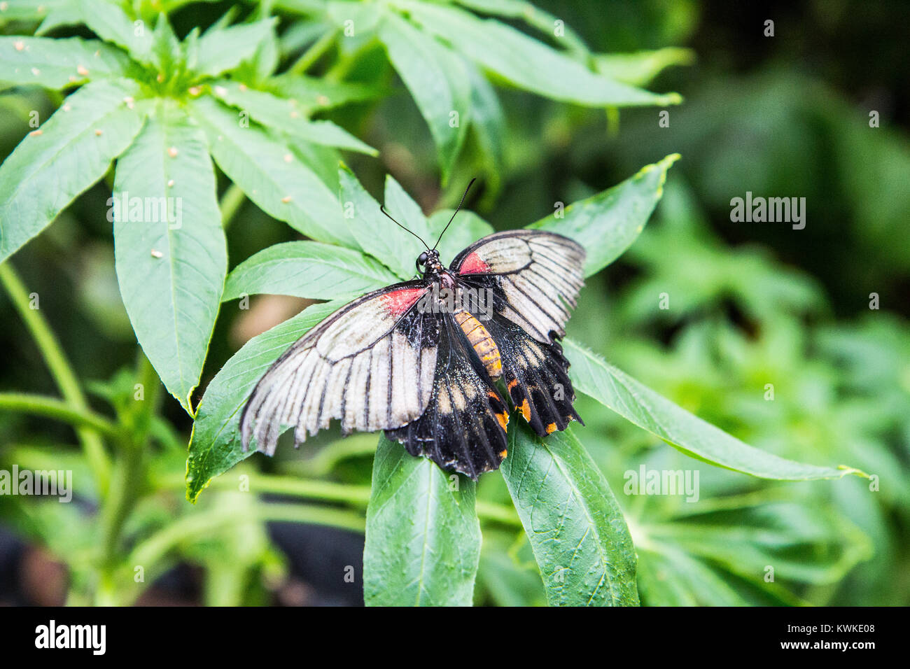 Prehistoric lepidoptera hi-res stock photography and images - Alamy