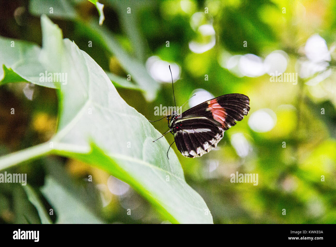 Prehistoric lepidoptera hi-res stock photography and images - Alamy