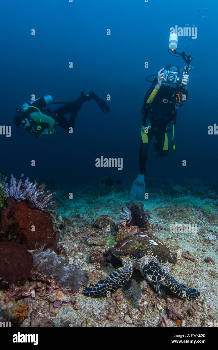 Hawksbill Sea Turtle Eretmochelys imbricata. Critically endangered ...