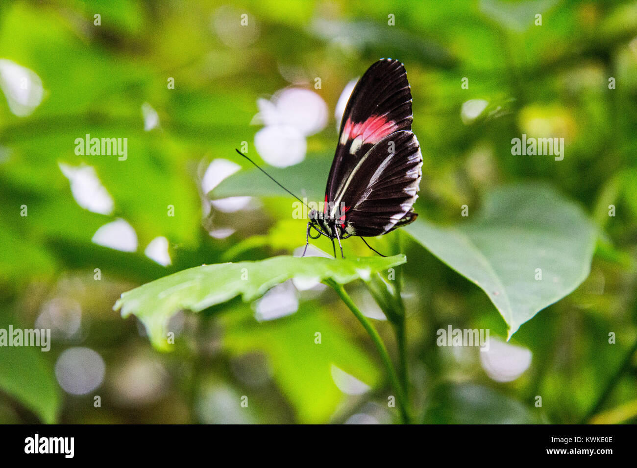 Prehistoric lepidoptera hi-res stock photography and images - Alamy