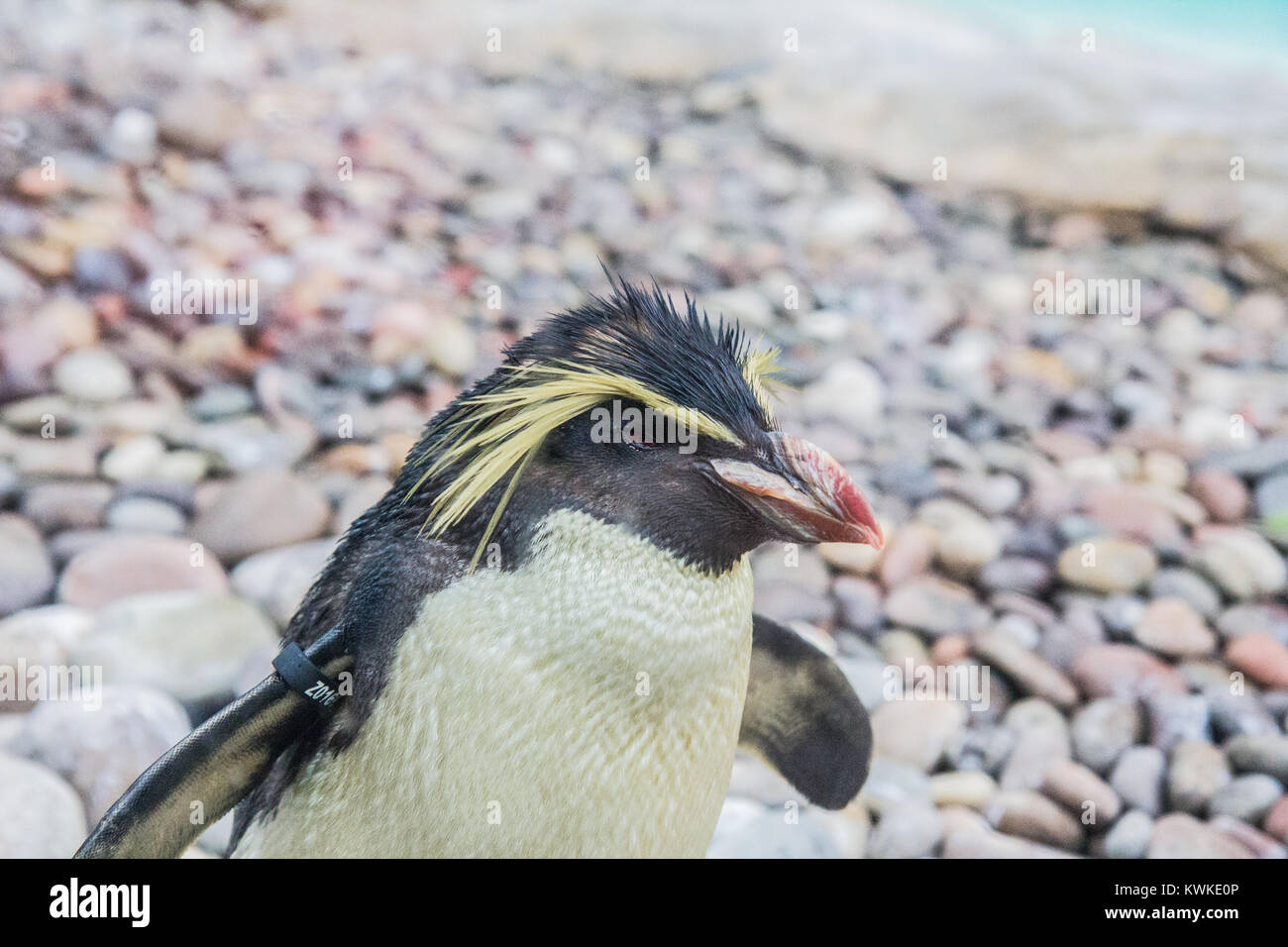 Cute rockhopper penguin hi-res stock photography and images - Alamy