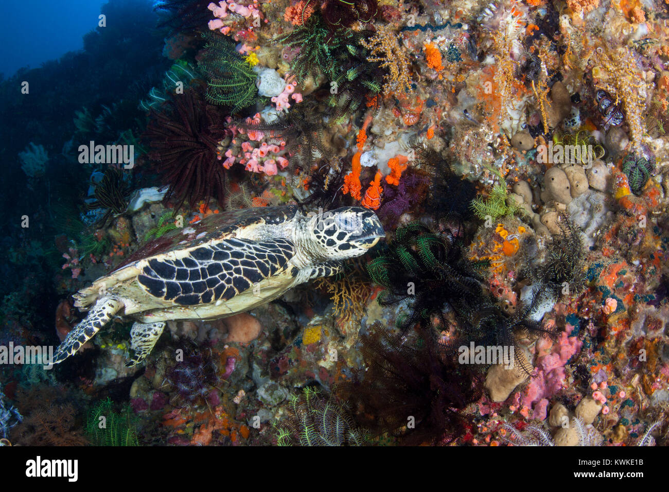 Hawksbill Sea Turtle Eretmochelys imbricata. Critically endangered ...