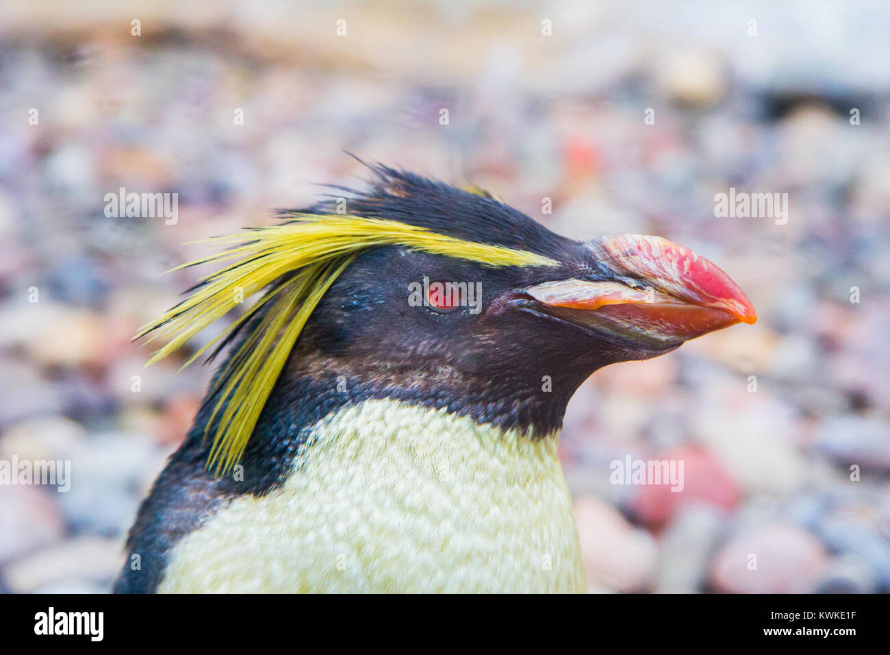 Flying penguin hi-res stock photography and images - Alamy