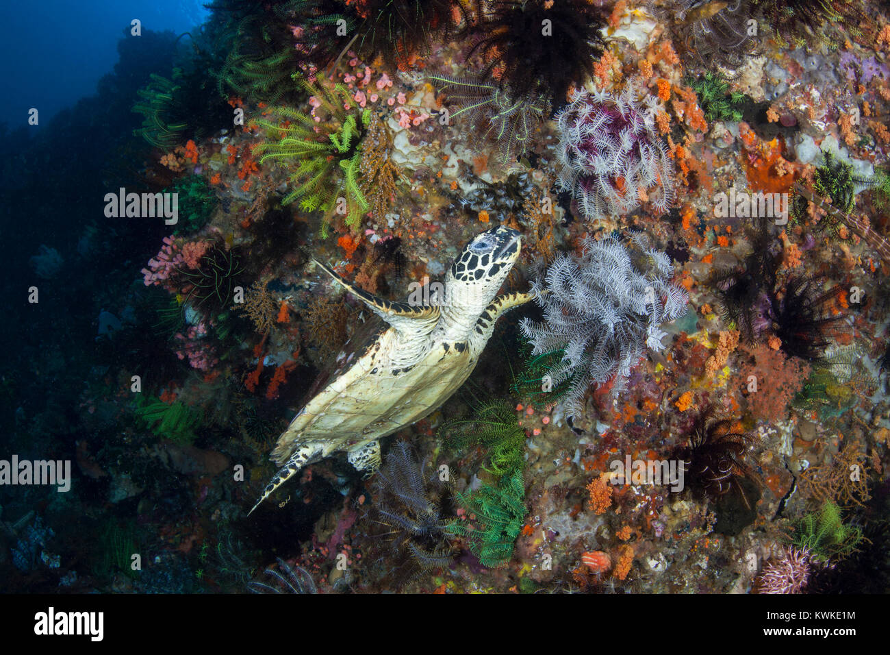 Hawksbill Sea Turtle Eretmochelys imbricata. Critically endangered ...