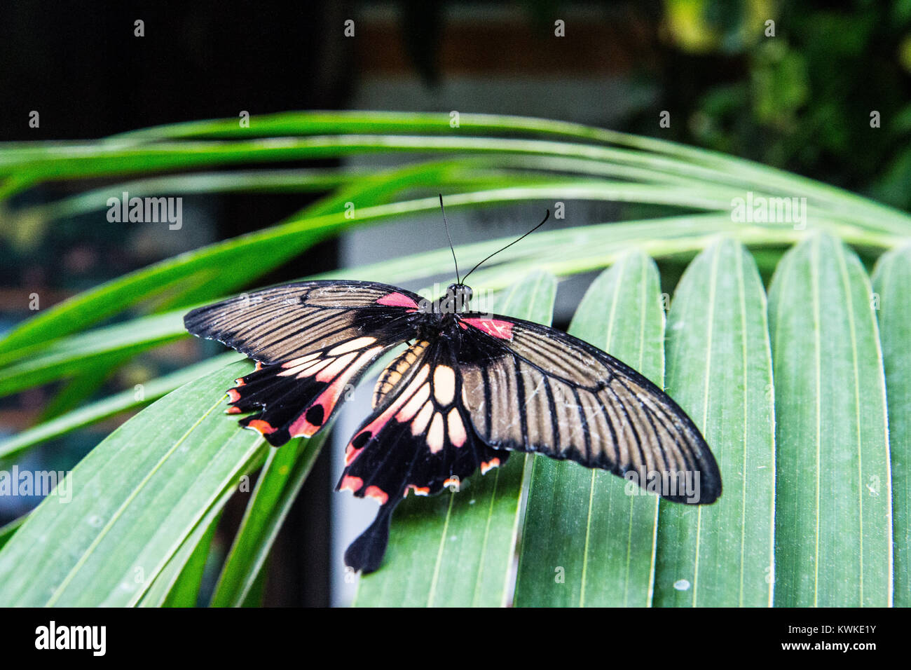 Prehistoric lepidoptera hi-res stock photography and images - Alamy