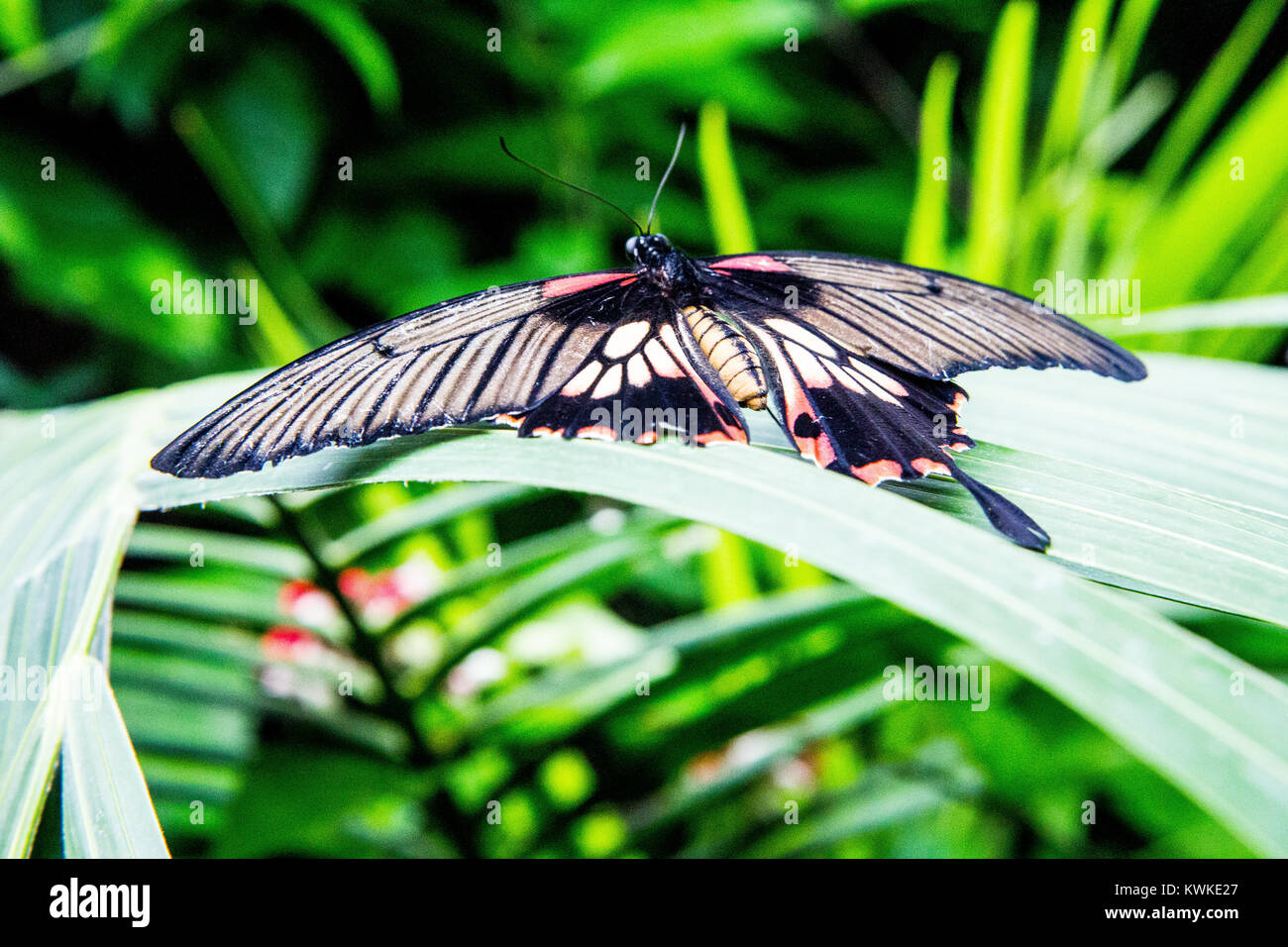 Prehistoric lepidoptera hi-res stock photography and images - Alamy