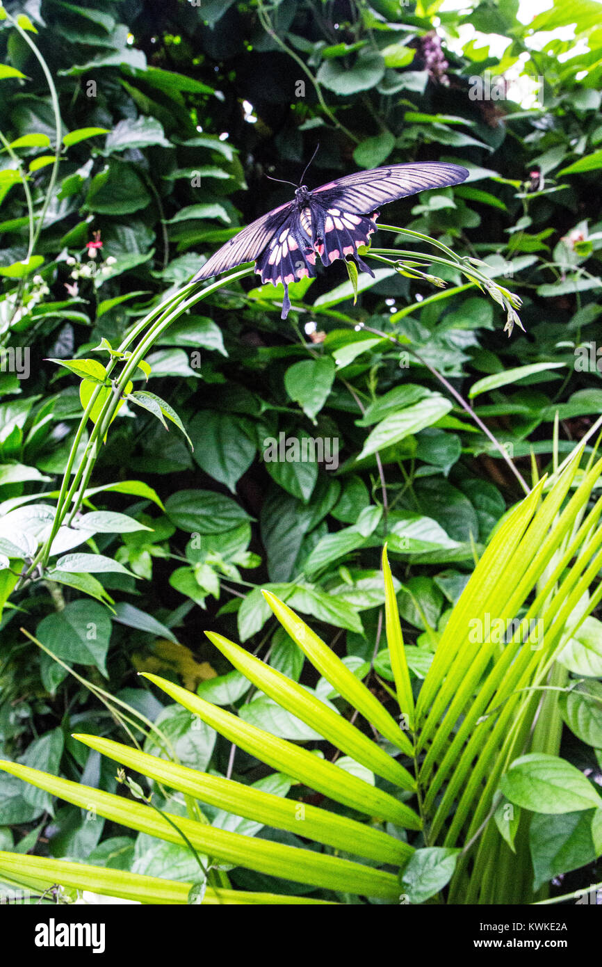 Prehistoric lepidoptera hi-res stock photography and images - Alamy