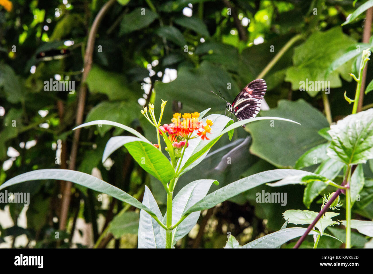 Prehistoric lepidoptera hi-res stock photography and images - Alamy