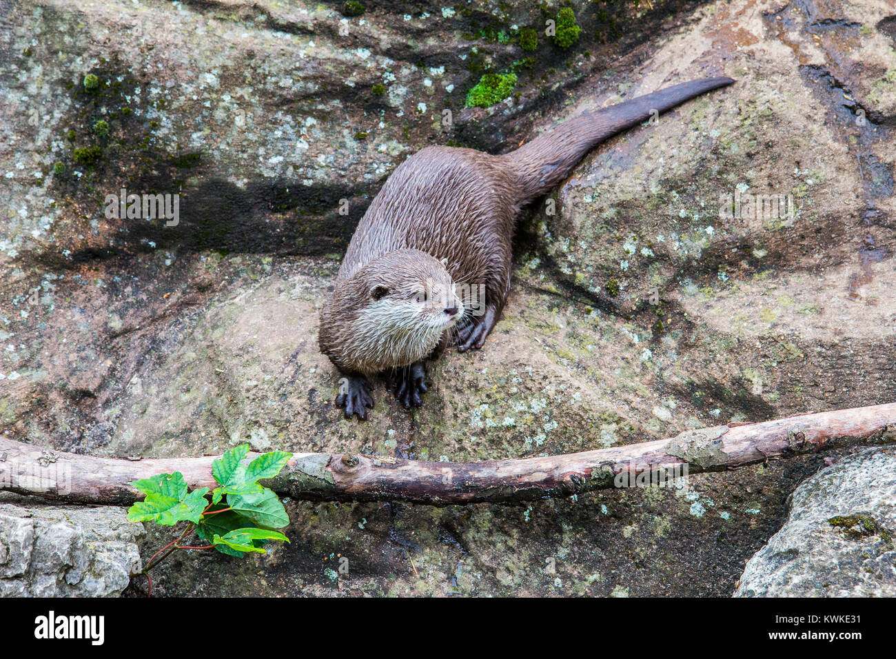 Otter rocks hi-res stock photography and images - Alamy