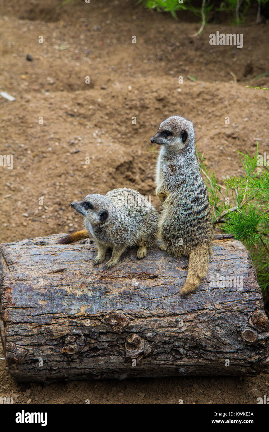 Light colour legs hi-res stock photography and images - Alamy