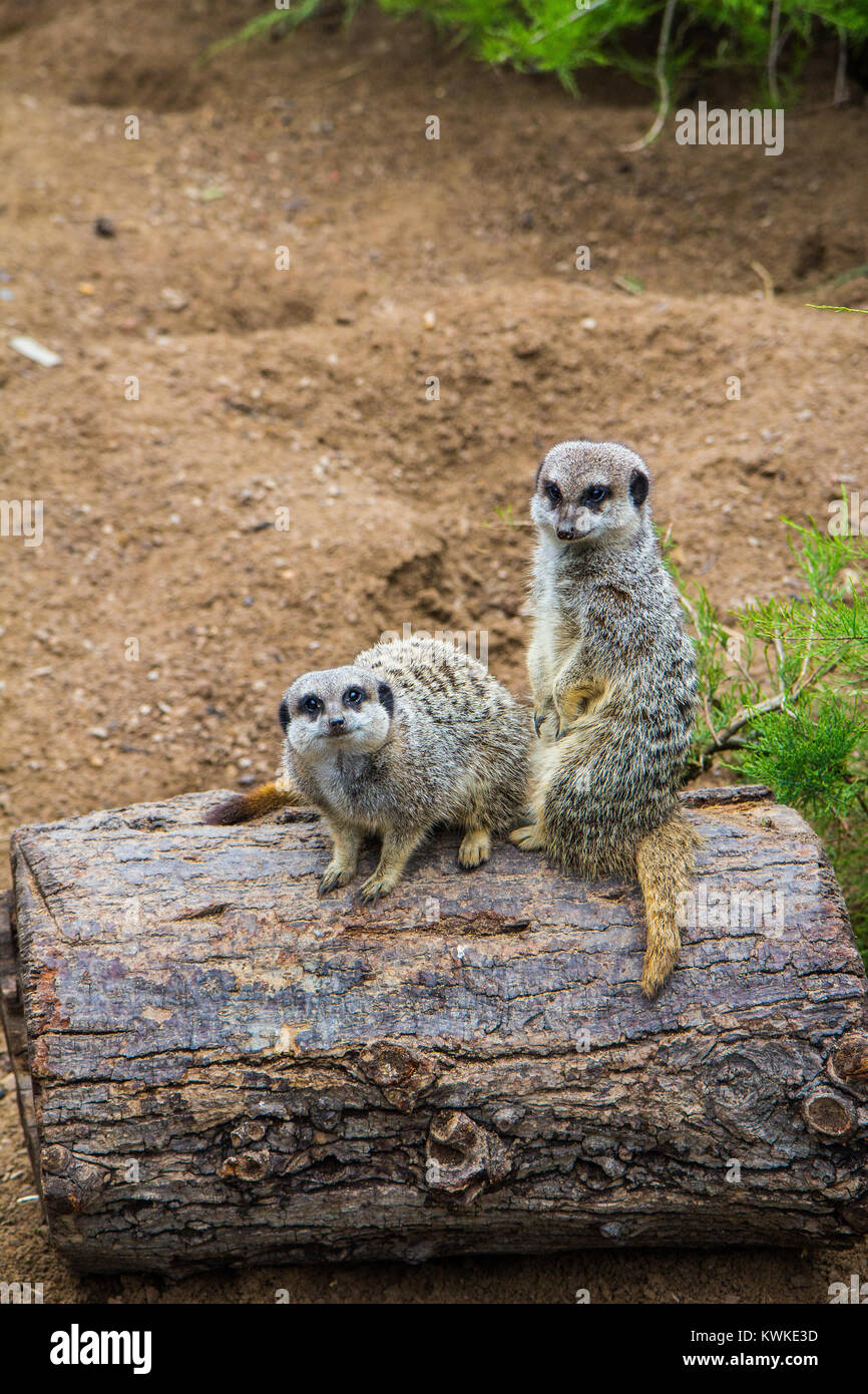 Four meerkats hi-res stock photography and images - Alamy