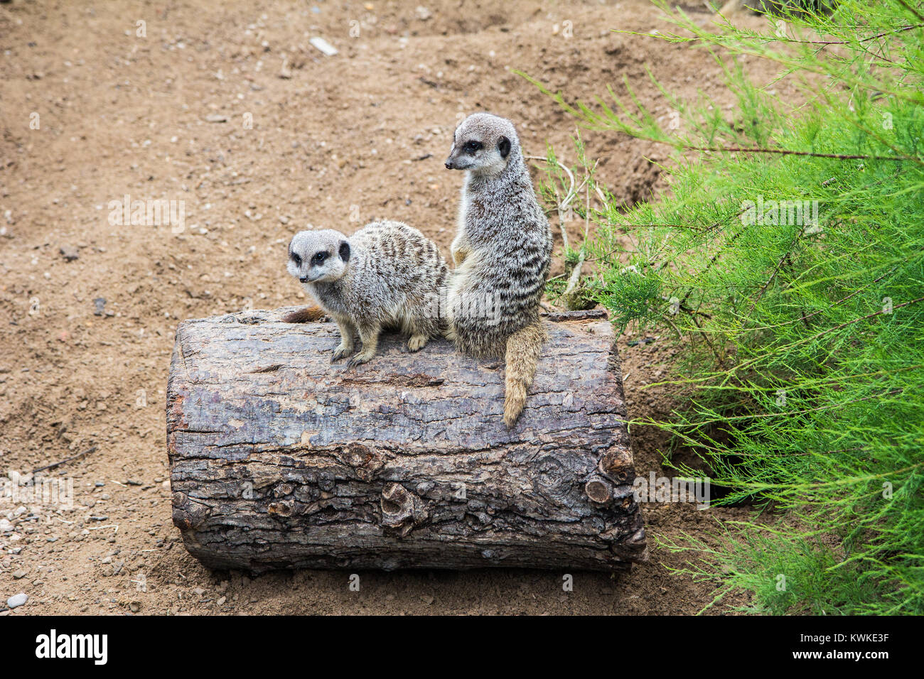 Cheeky meerkats hi-res stock photography and images - Alamy