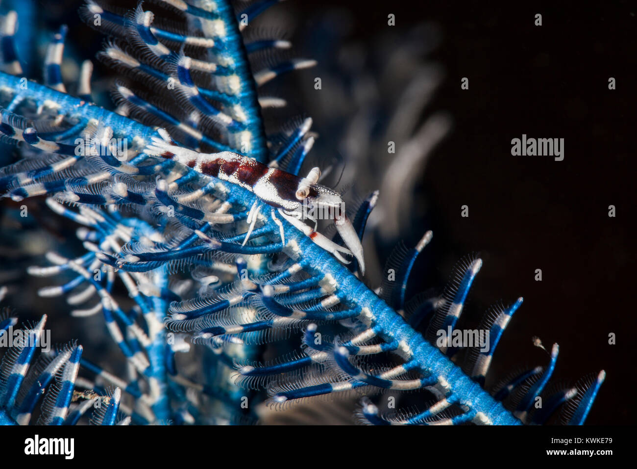 Crinoid shrimp or feather star shrimp (Hippolyte catagrapha Stock Photo ...