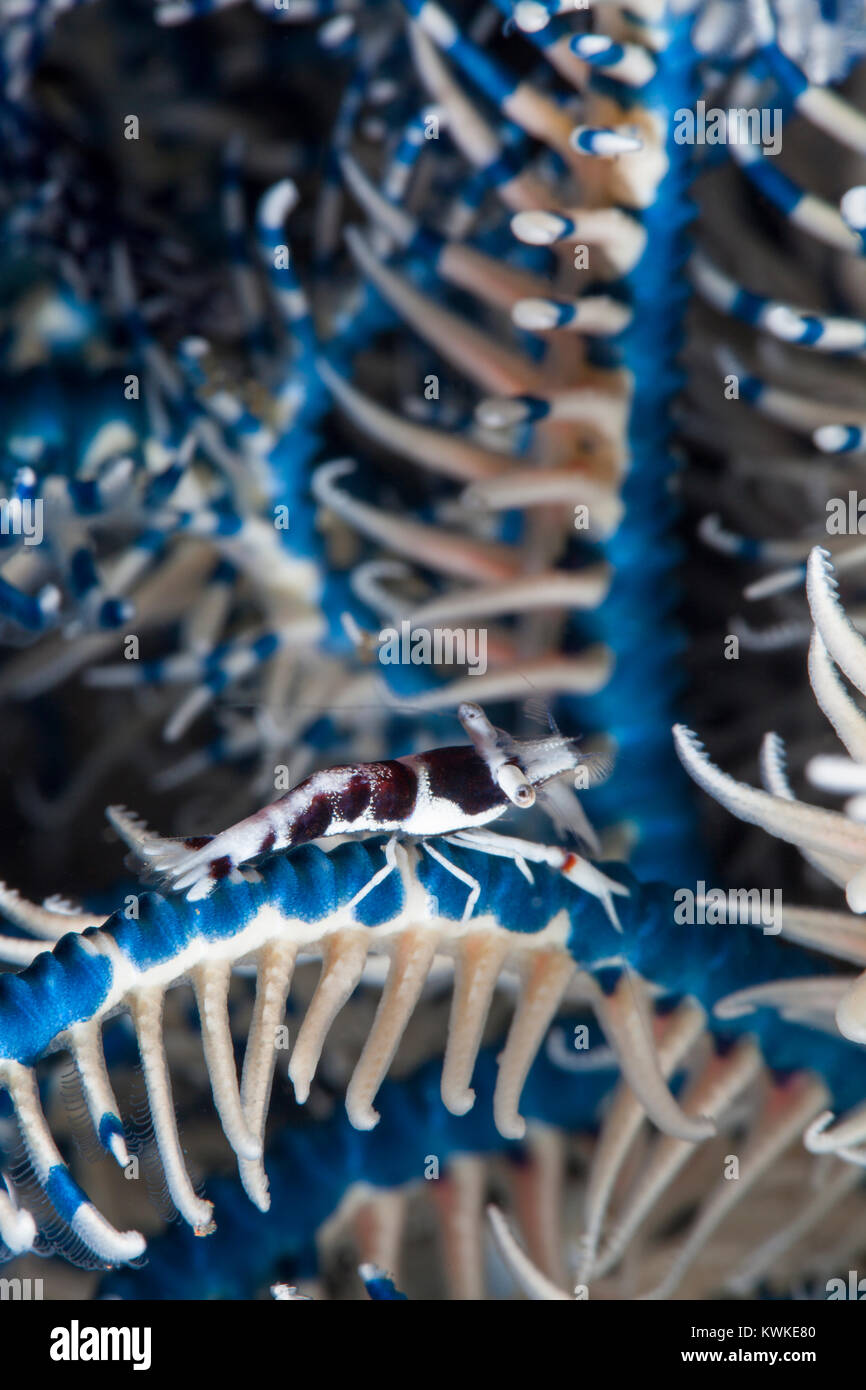 Crinoid shrimp or feather star shrimp (Hippolyte catagrapha Stock Photo ...