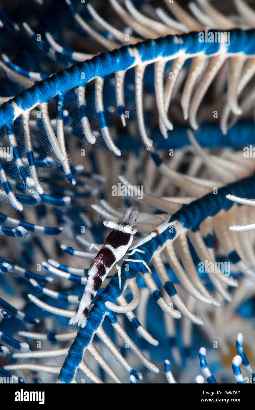 Crinoid shrimp or feather star shrimp (Hippolyte catagrapha Stock Photo ...